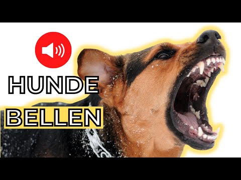 Hunde bellen sound 🐕 geräusche die Hunde bellen