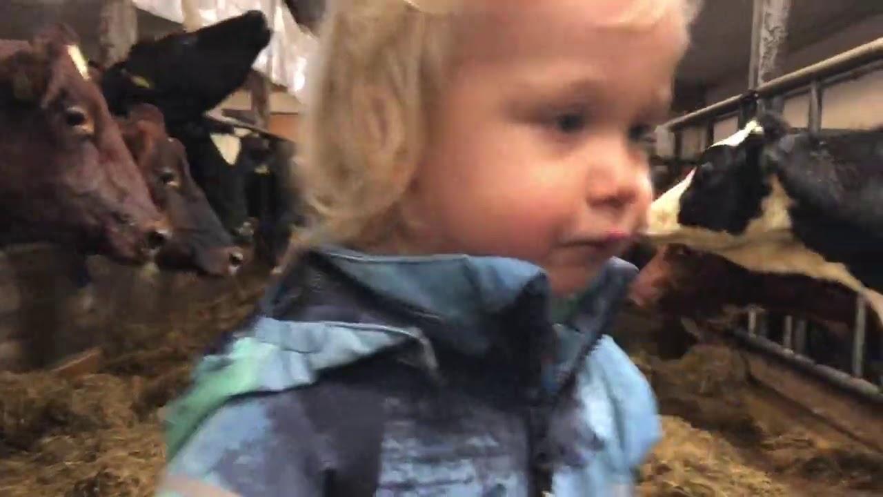 Life on a Small Dairy Farm in Finland - YouTube