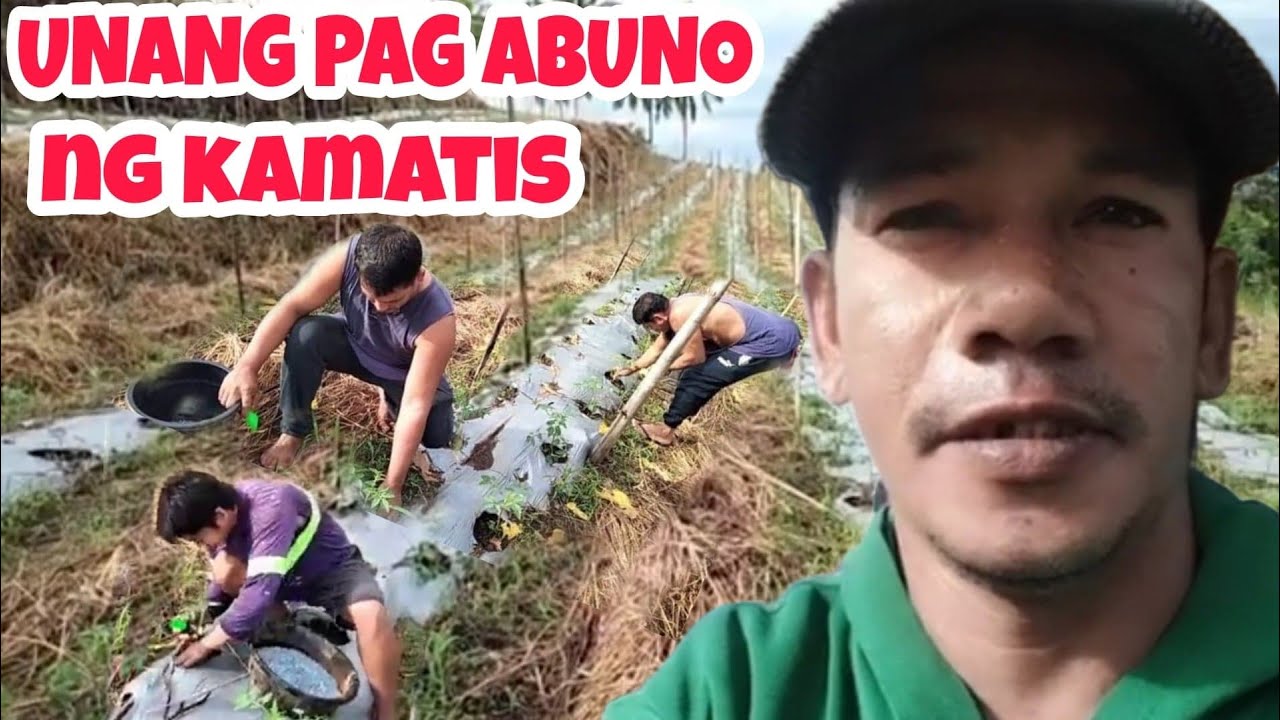 ANG UNANG PAG ABUNO SA TANIM NA KAMATIS | PAANO ANG PAG ABUNO NG ...