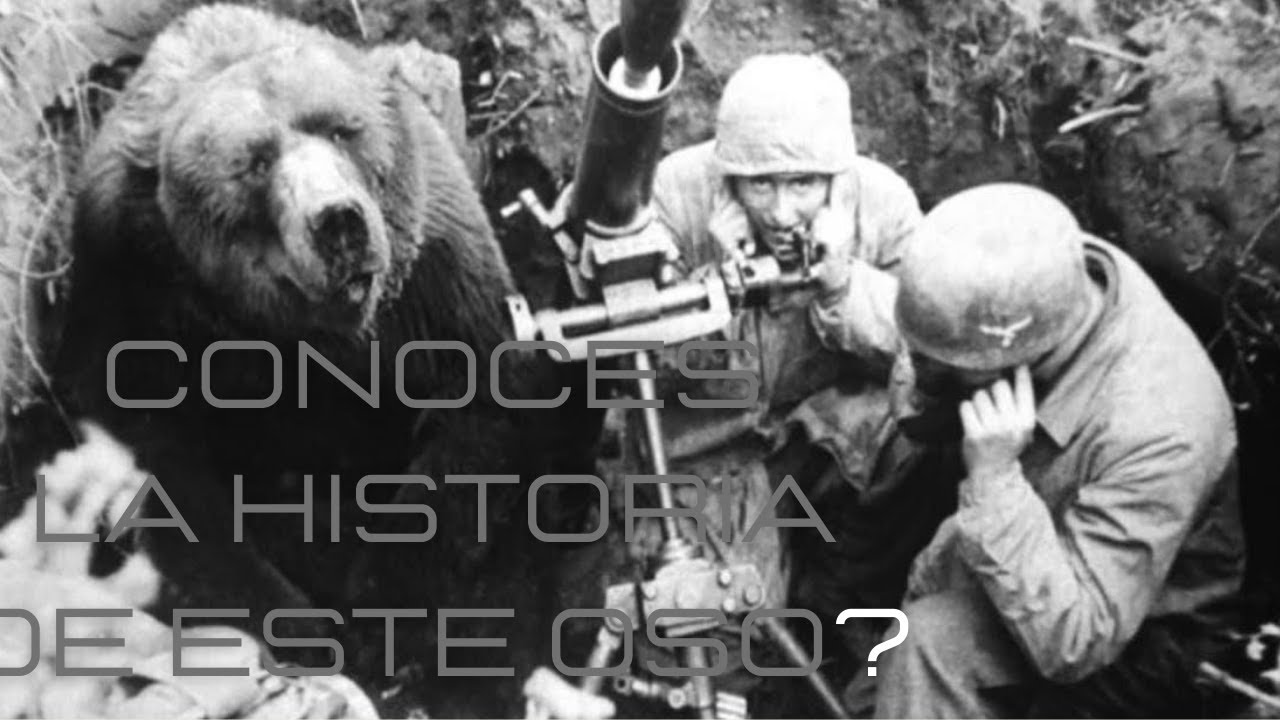 Wotek: La Historia Del Oso Más Rudo de la Tierra - YouTube