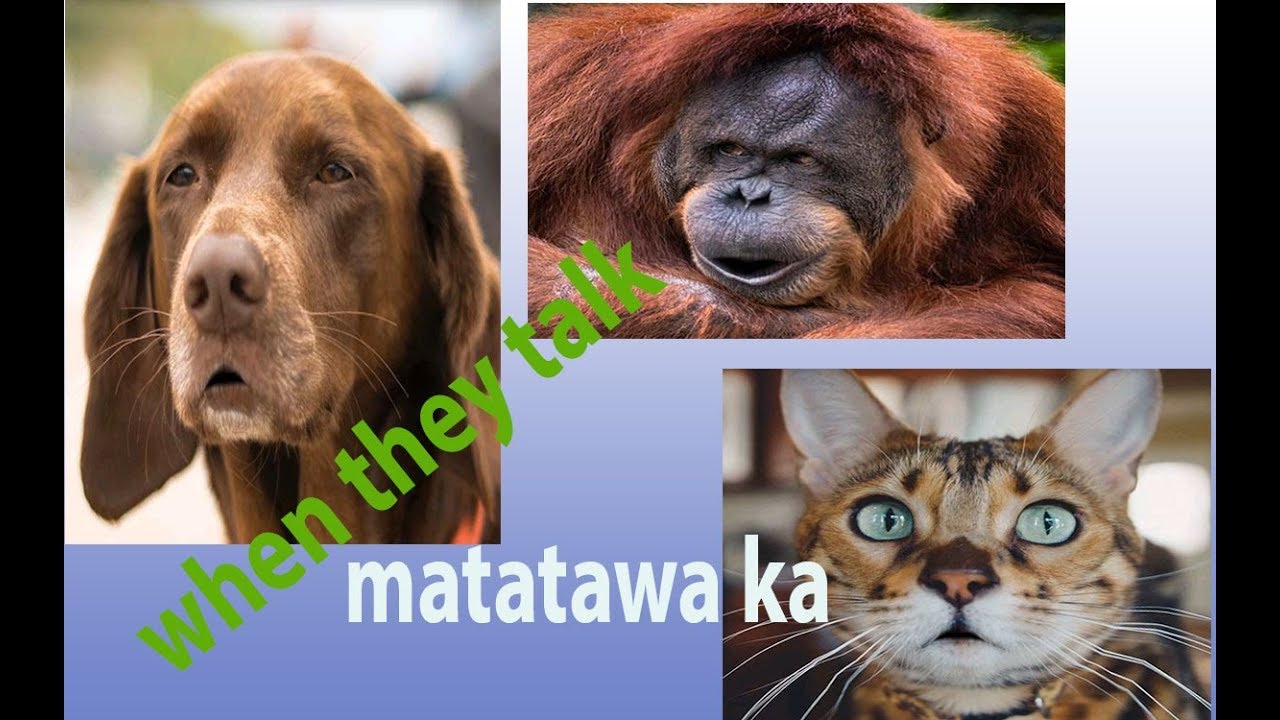 when animals talk- bisaya version - YouTube