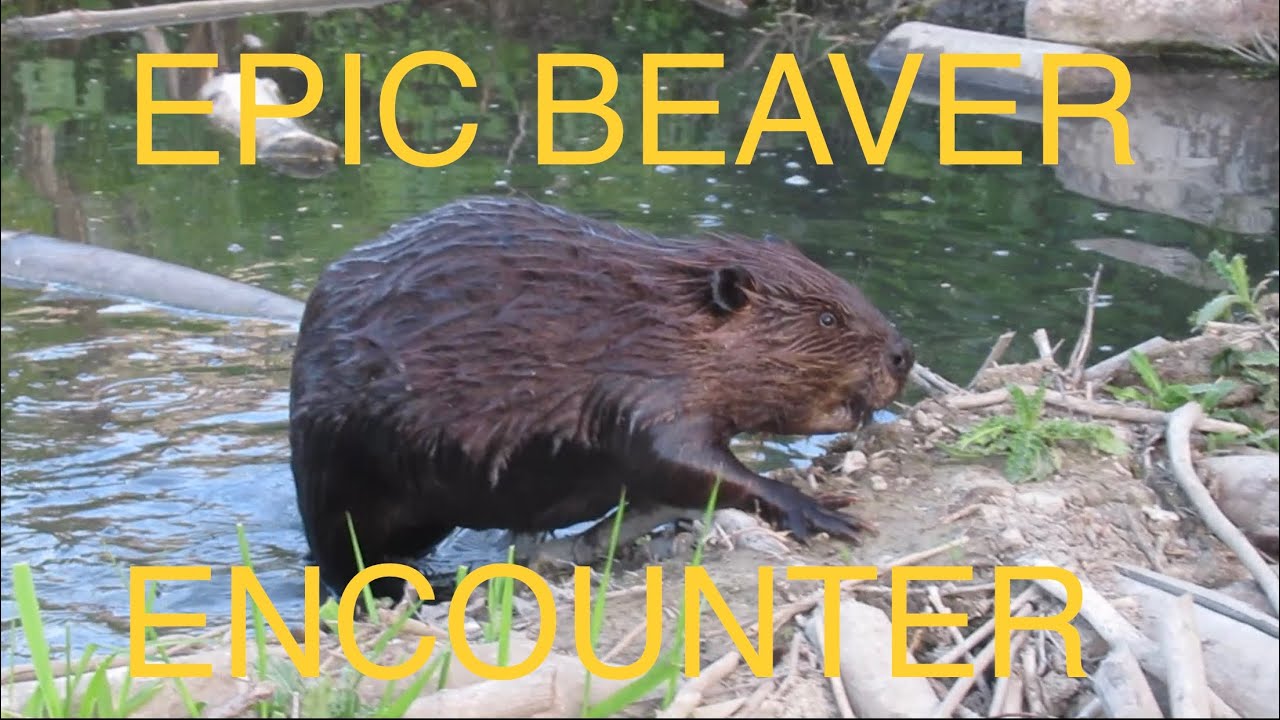 Watch This Epic Close-Up Encounter With 2 BEAVERS - YouTube
