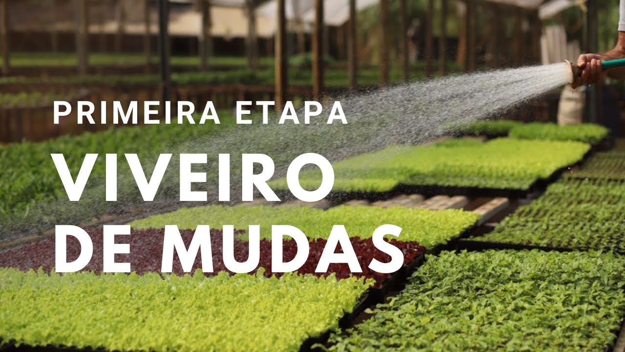Primeira etapa da produção - Viveiro de mudas - YouTube