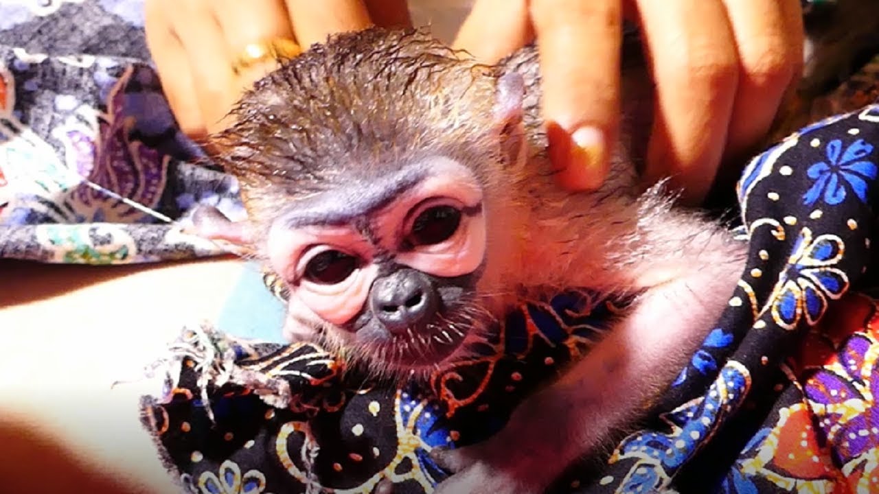 Poor Vicky Baby, Now she's more knowledgeable,He has good strength and ...