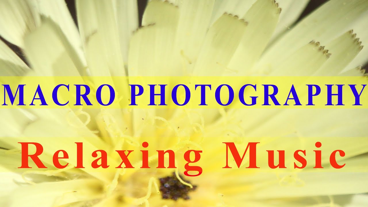 Risveglio - Beautiful Photos - Best Macro Photography Images - Relaxing ...