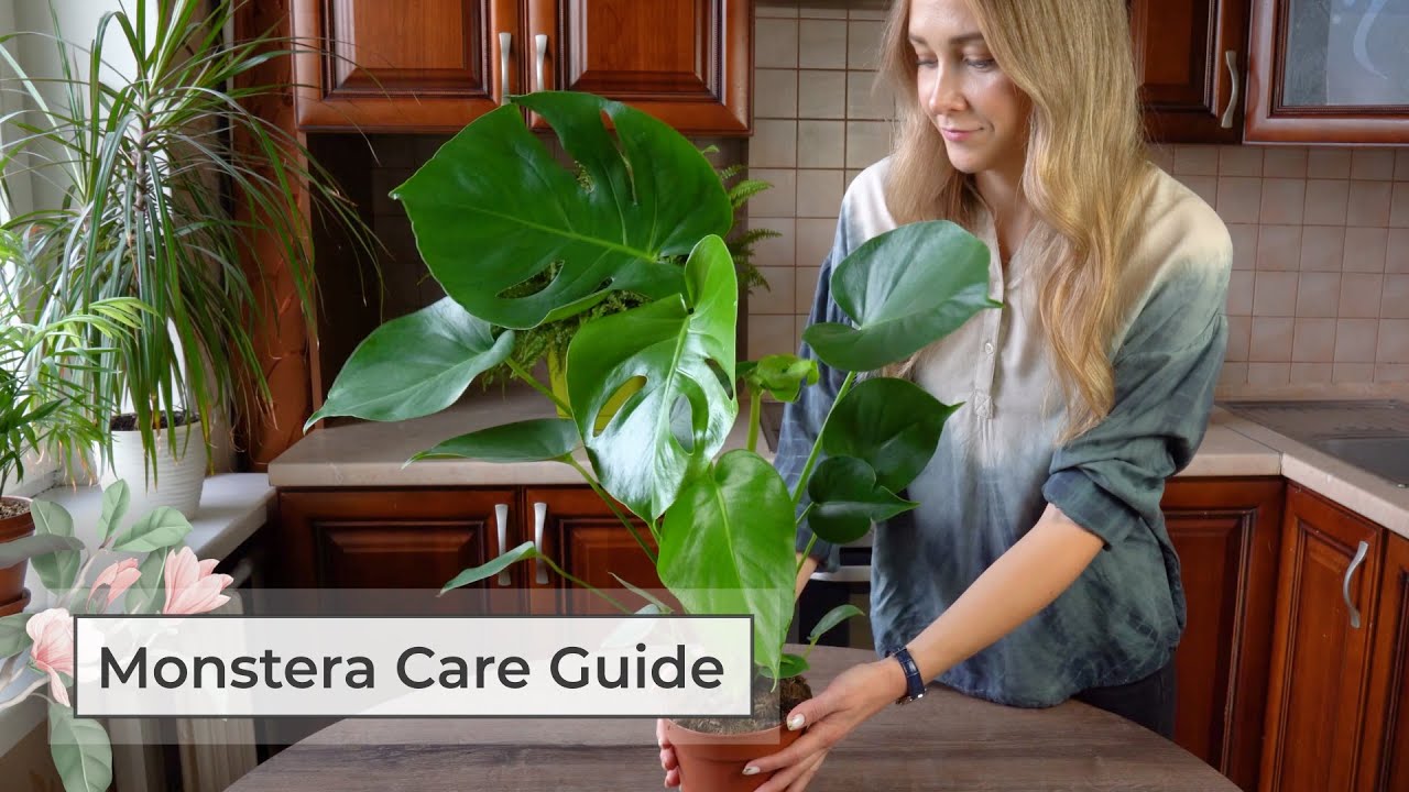 Monstera Care Guide - YouTube