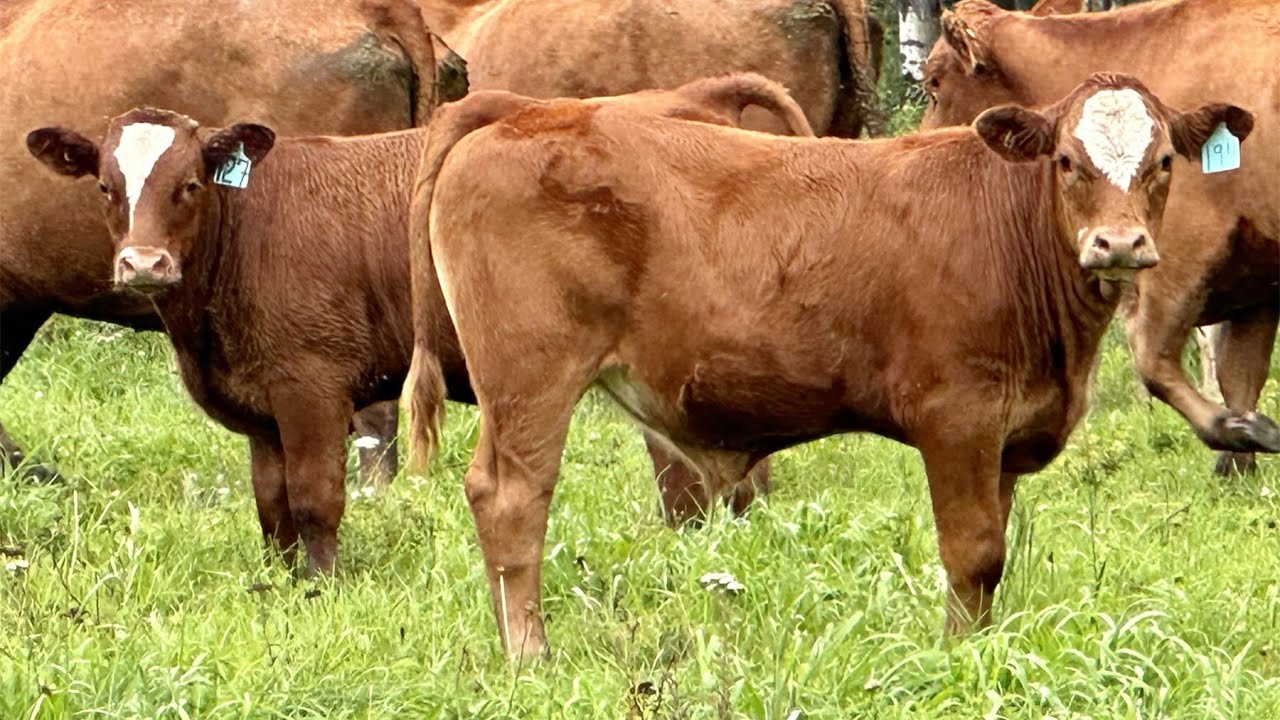 Mullen Land & Cattle Co - Simmental/Angus Calves (Peers, AB) - YouTube