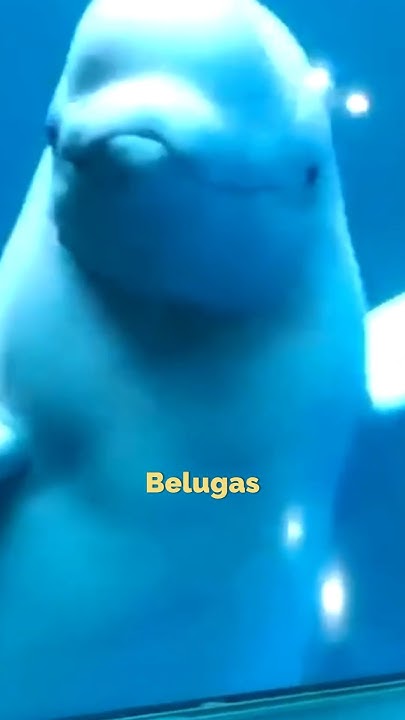 Why Do Beluga Whales Look So Playful? #facts #shorts #beluga #whale #mammals - YouTube