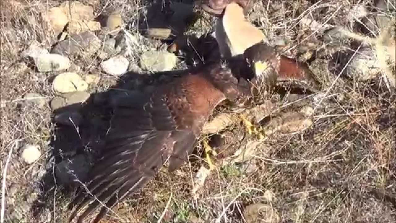 Harris Hawk Stoops Jack Rabbit 6 Times - YouTube