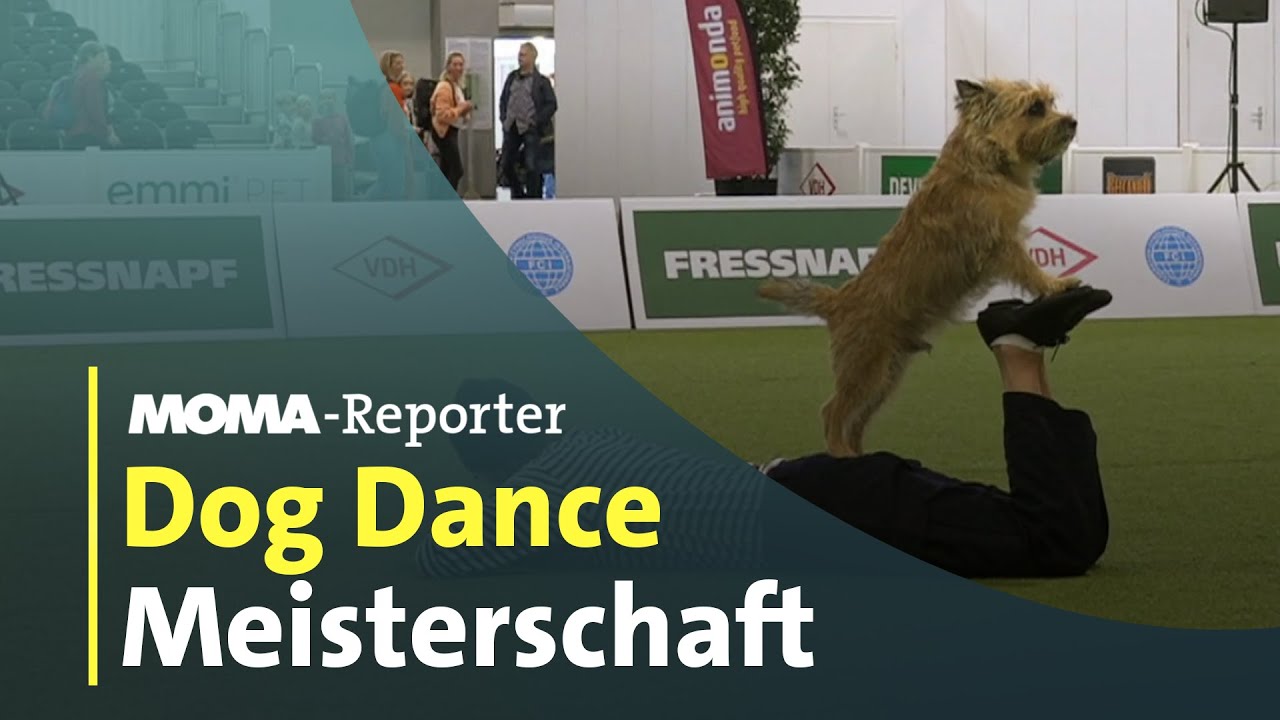 Dog Dance Meisterschafen in Dortmund | ARD-Morgenmagazin - YouTube
