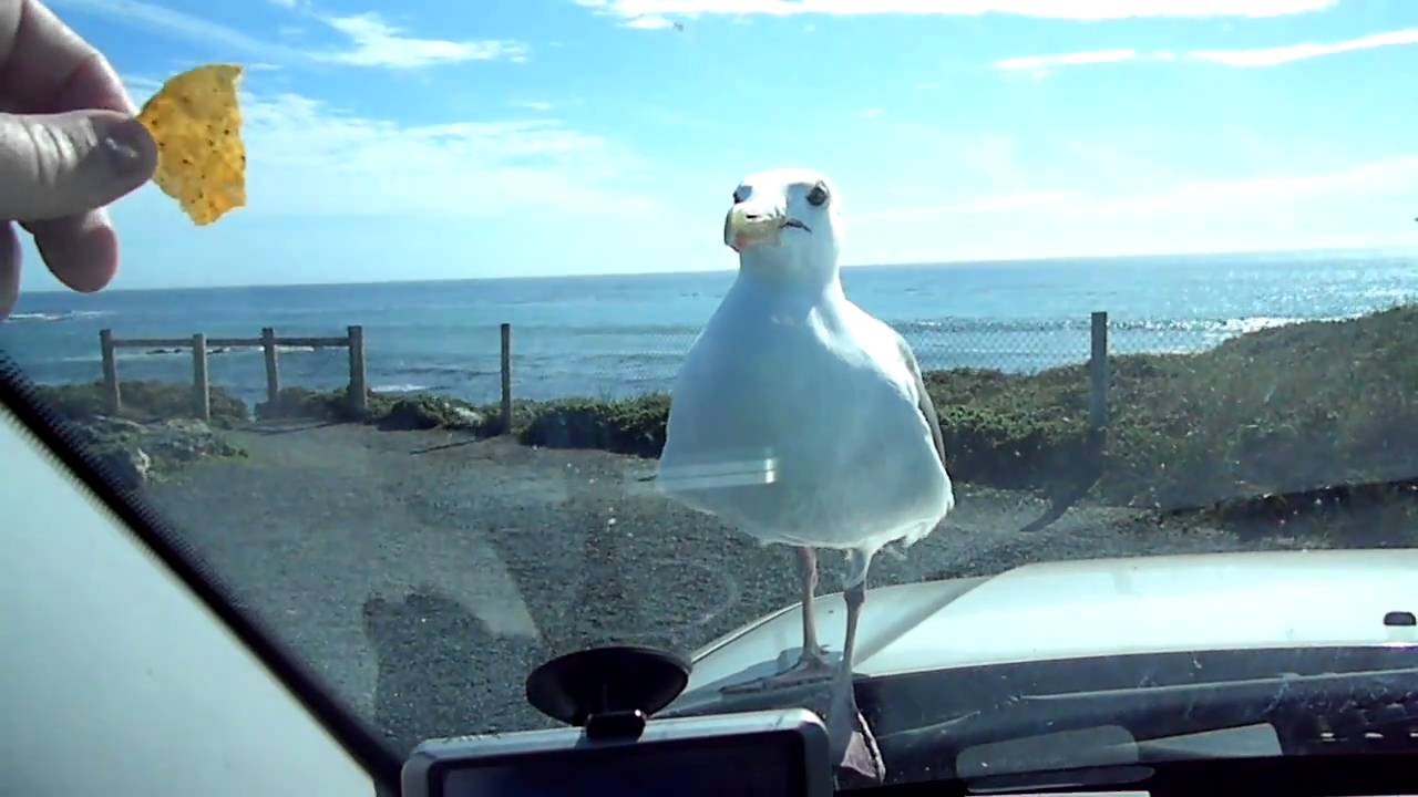 Seagull bite - YouTube