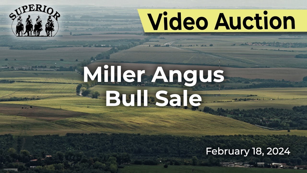 Miller Angus Bull Sale - YouTube