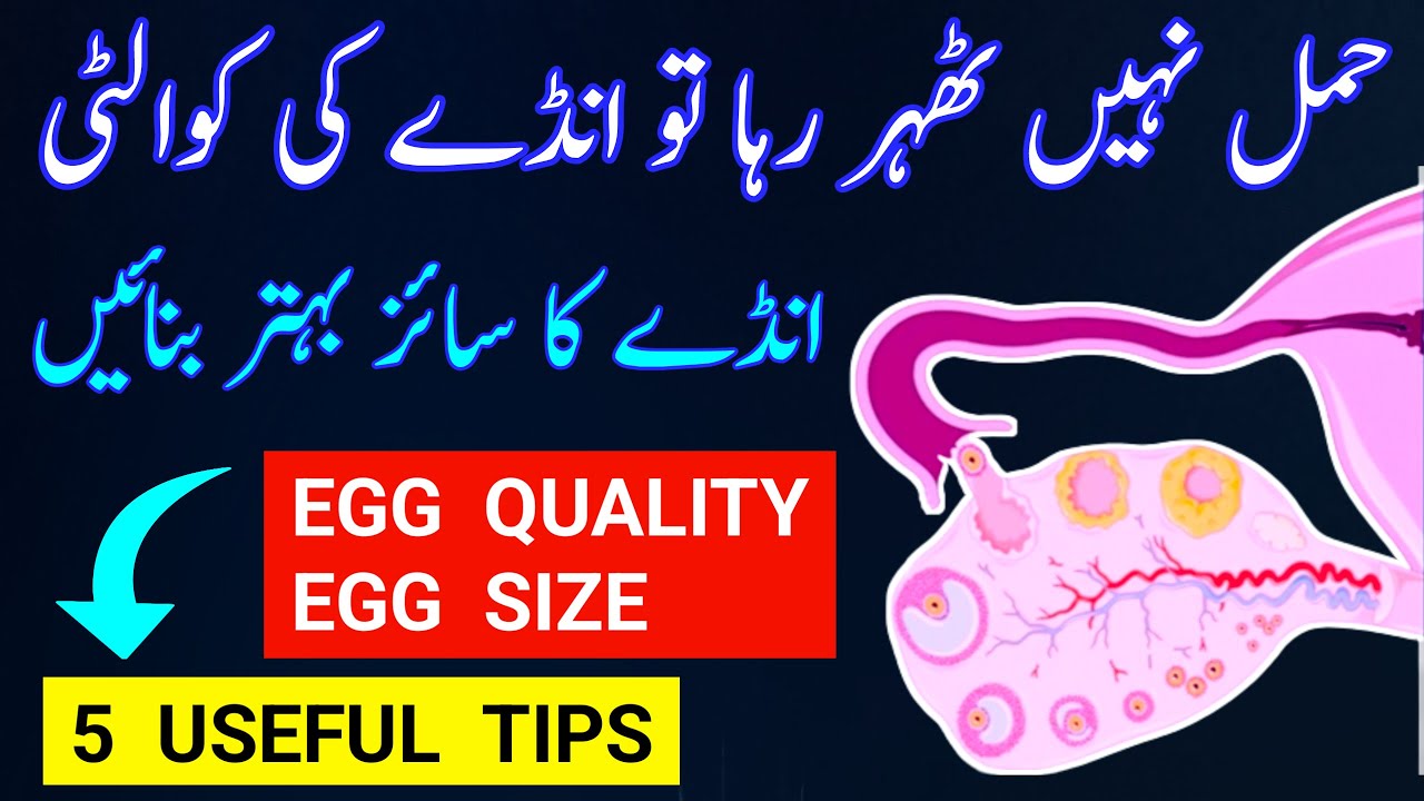 5 Useful Tips To Get Pregnant Fast |How To Improve Egg Quality For ...
