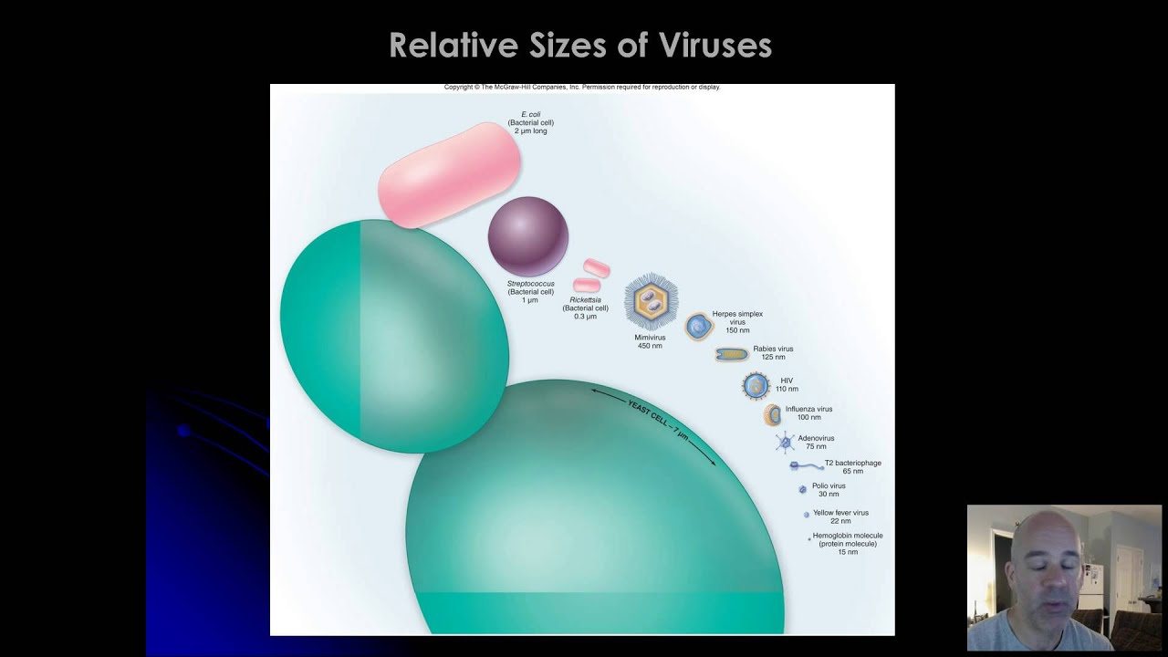 BIO 220 - CHAPTER 5 - VIRUSES 1 - Virus Morphology and Classification - YouTube