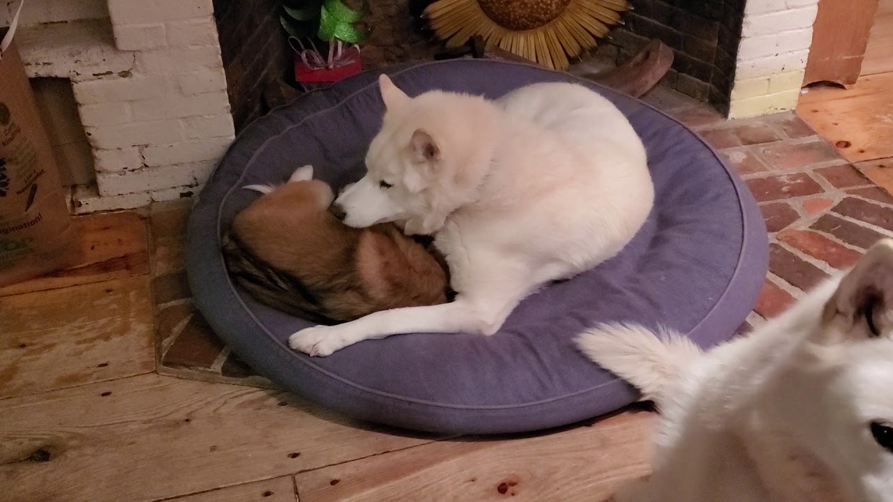 43 seconds of dog friendship - YouTube