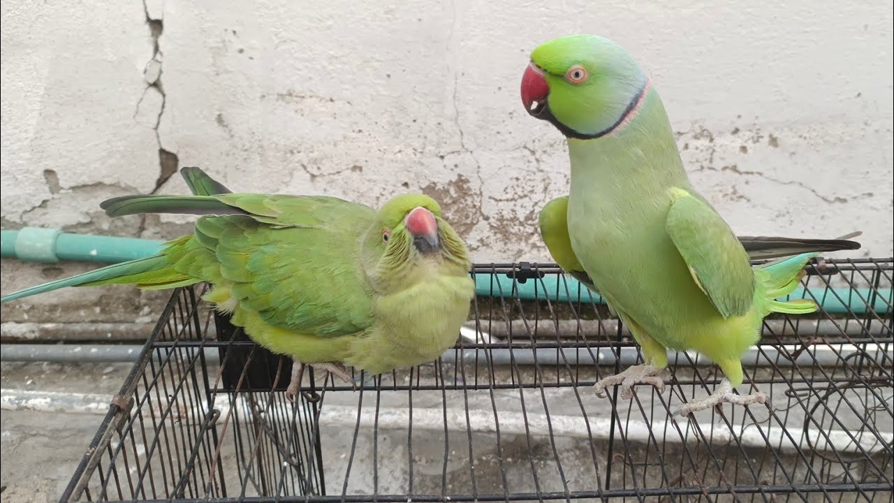 The Best Talking Ringneck Parrot - YouTube