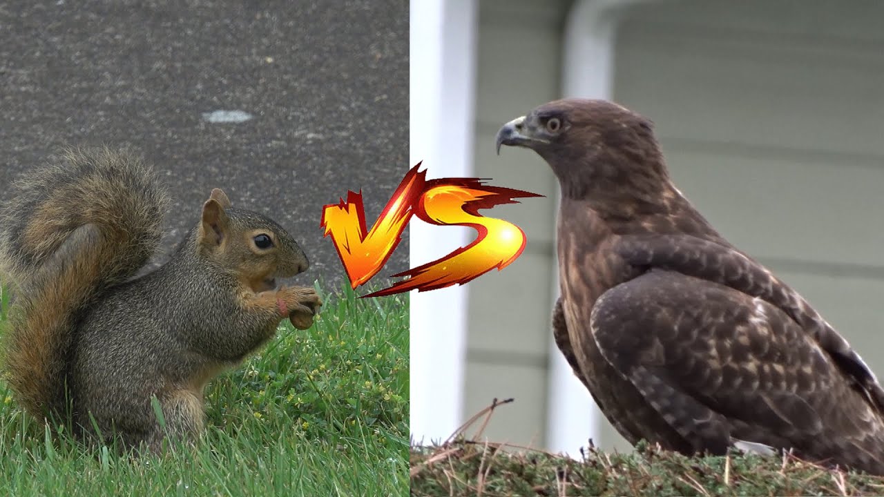 red tailed hawk vs squirrel - YouTube