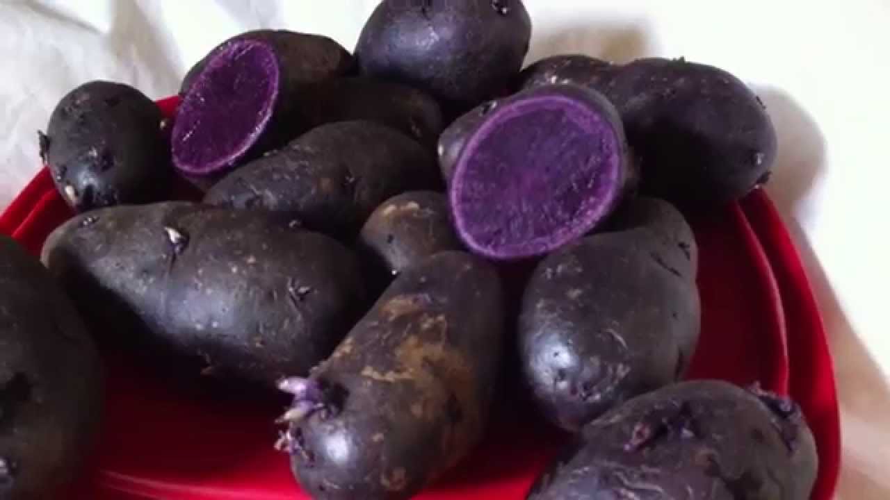 Preparing potatoes for planting - YouTube