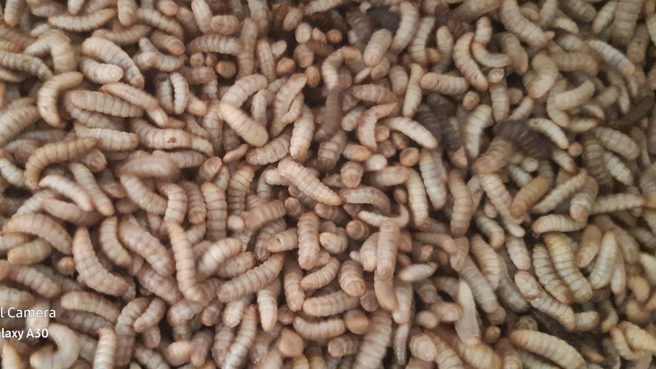 FEEDING CATFISH WITH BLACK SOLDIER FLIES (BSF) LARVAE IN GHANA🇬🇭. - YouTube