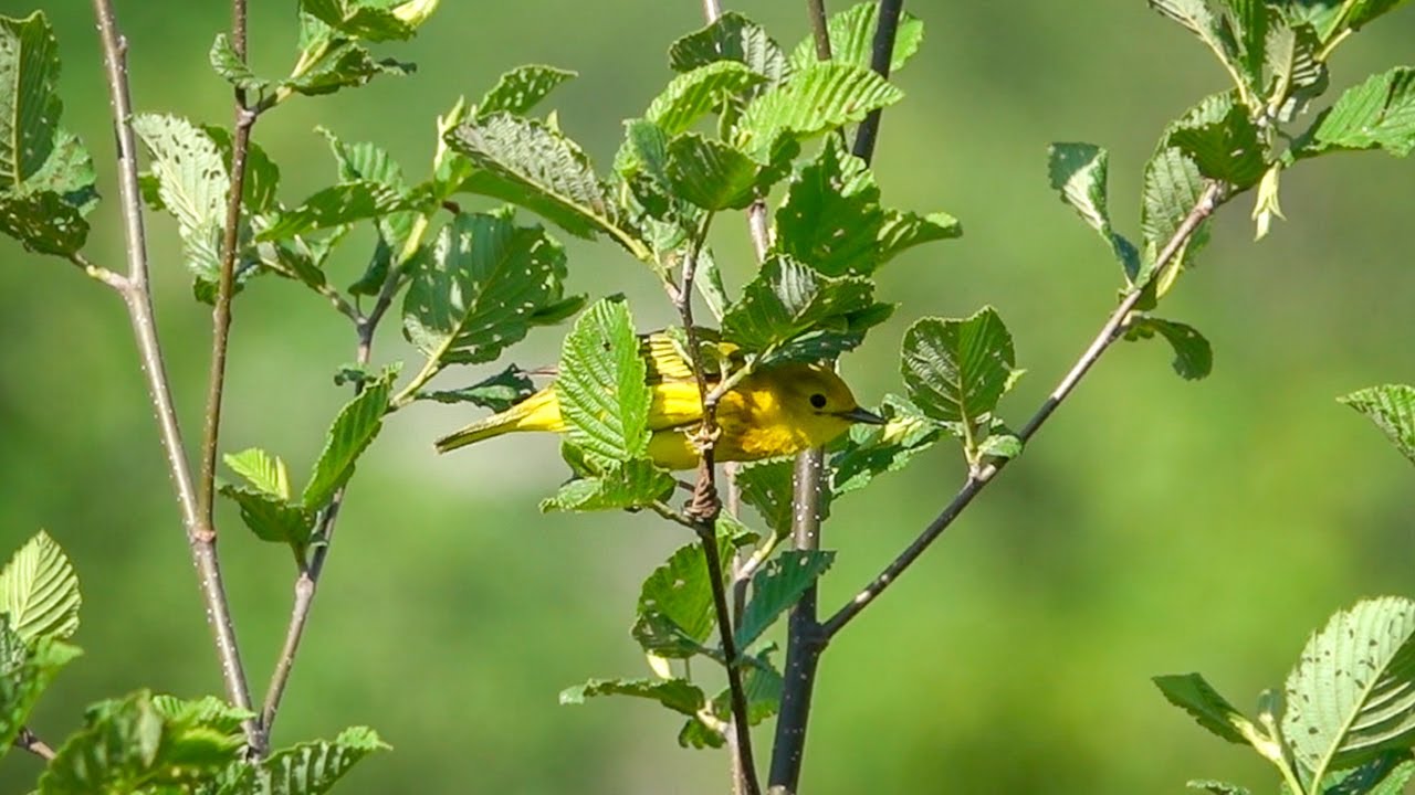 Yellow Warbler Song (12 June 2020) - YouTube