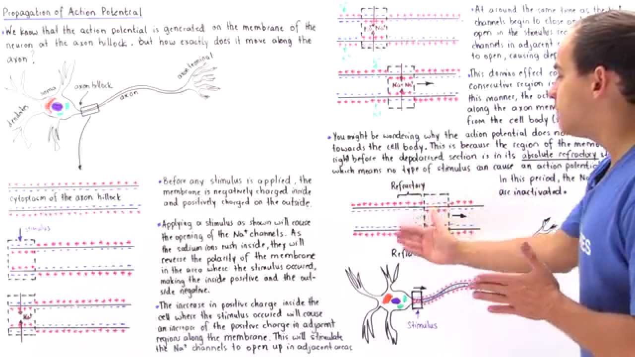 Action Potential Propagation