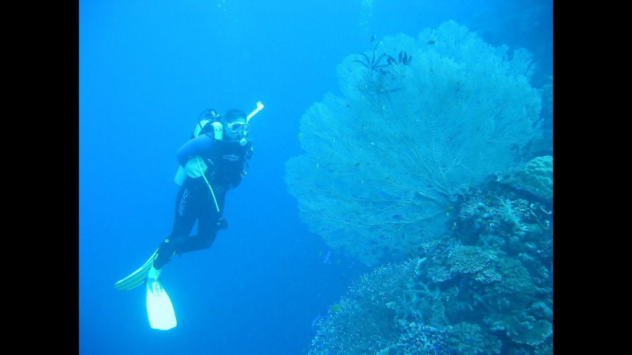 2021 Prize Winner - Dr. Amanda Vincent - YouTube