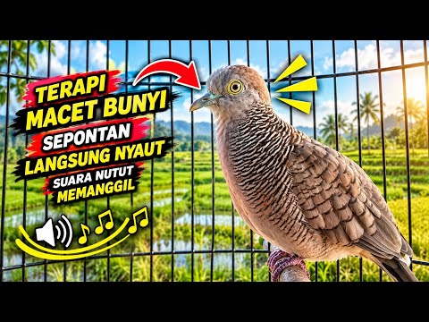 Perkutut Lokal Gacor Suara Super Kristal - Pancingan Malas Bunyi  (99%AMPUH BANGET)