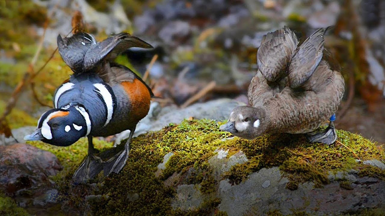 A Harlequin (Duck) Romance - YouTube