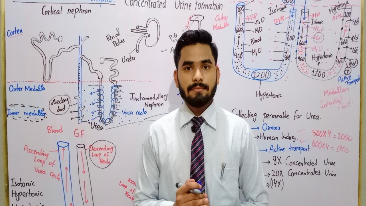 Counter Current Mechanism In Kidney | Concentrated Urine Formation | BS ...
