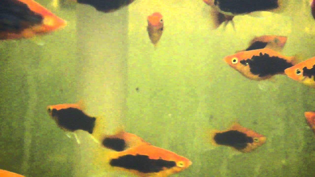 4cm Red Tuxedo Platy - YouTube