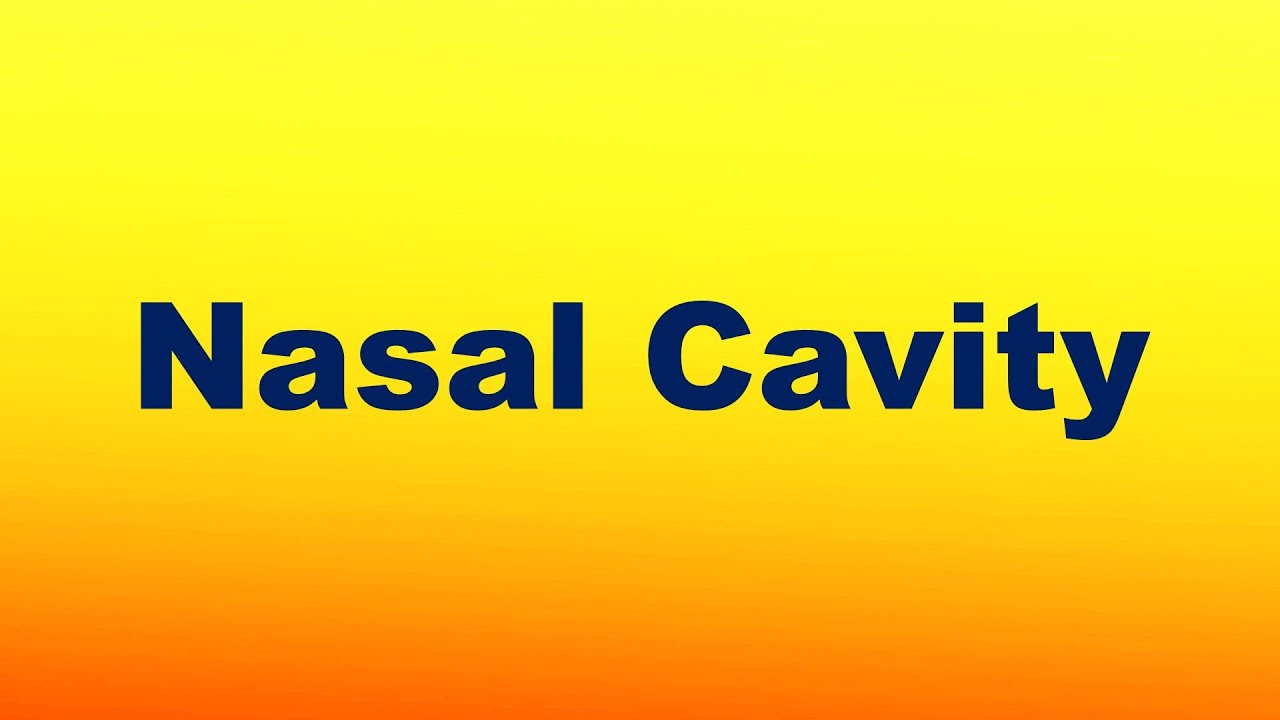 Nasal Cavity Functions YouTube