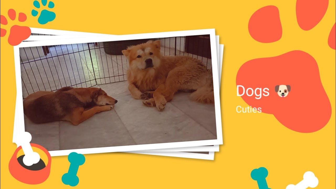 Simba and Nala's Sleeping Time l Beaux Animaux - YouTube