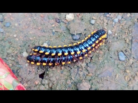 worm is visible in the double bus #worm #wildlife #insects #bug - YouTube