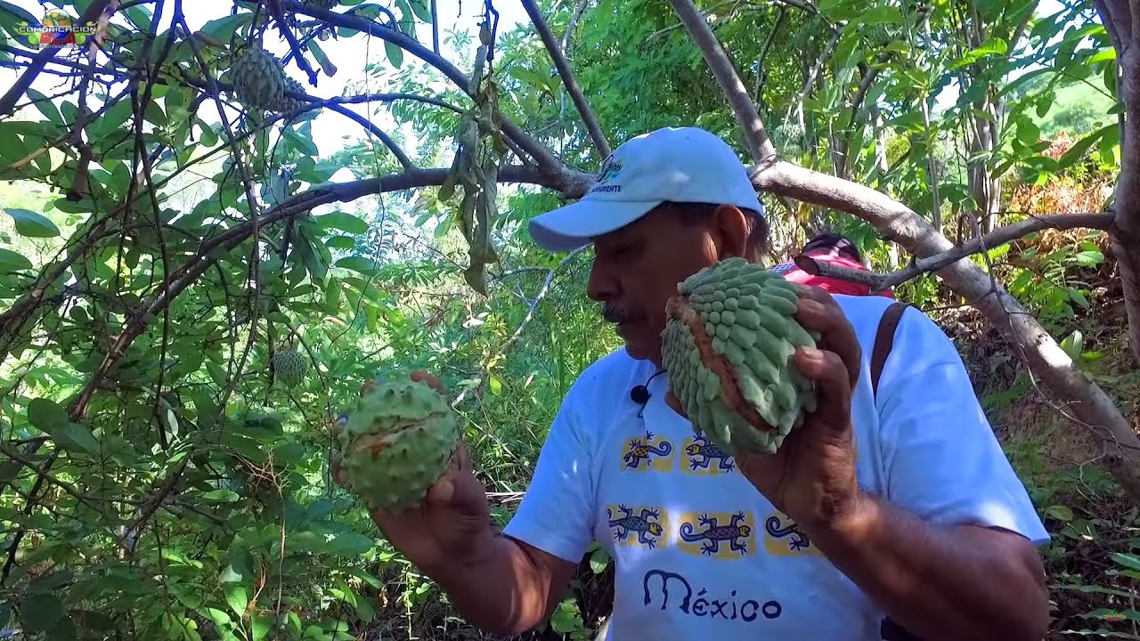 Cosechando ilamas - YouTube