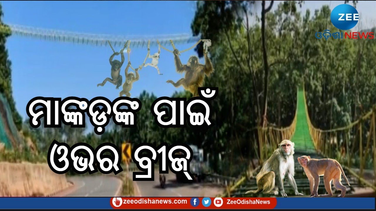 ମାଙ୍କଡ଼ମାନଙ୍କ ପାଇଁ ଓଭର ବ୍ରୀଜ୍ । Hanging Bridge For Monkey । Odisha News ...