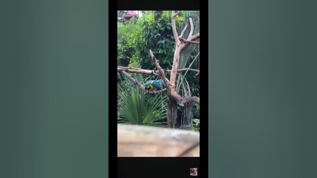 Bird Rizz Youtube