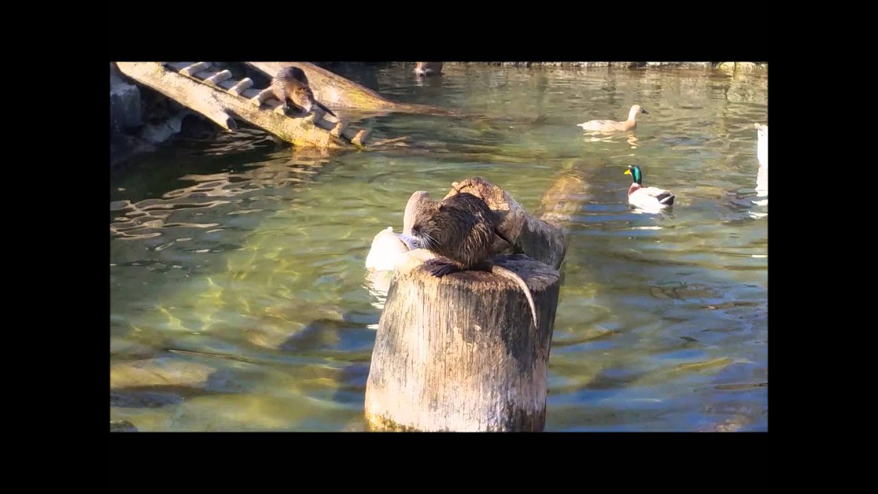 Wildpark Poing 2016, bei München viele Tiere habe nach wuchs bekommen ...