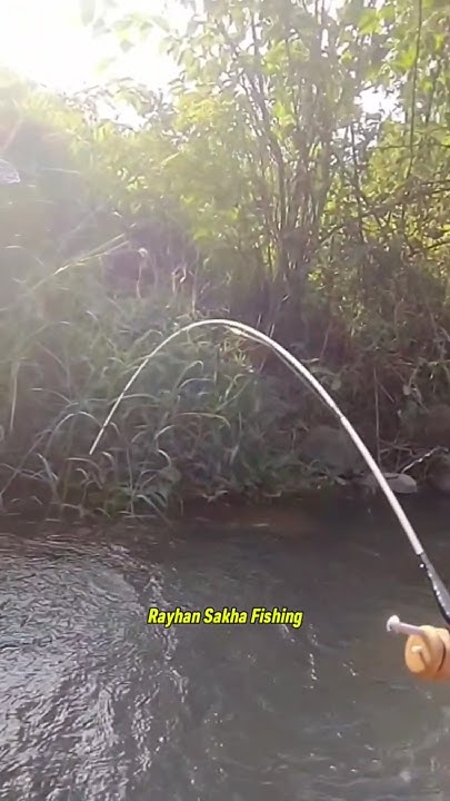 JORAN MELENGKUNG TAJAM DITARIK IKAN #mancing #fishing #microfishing - YouTube