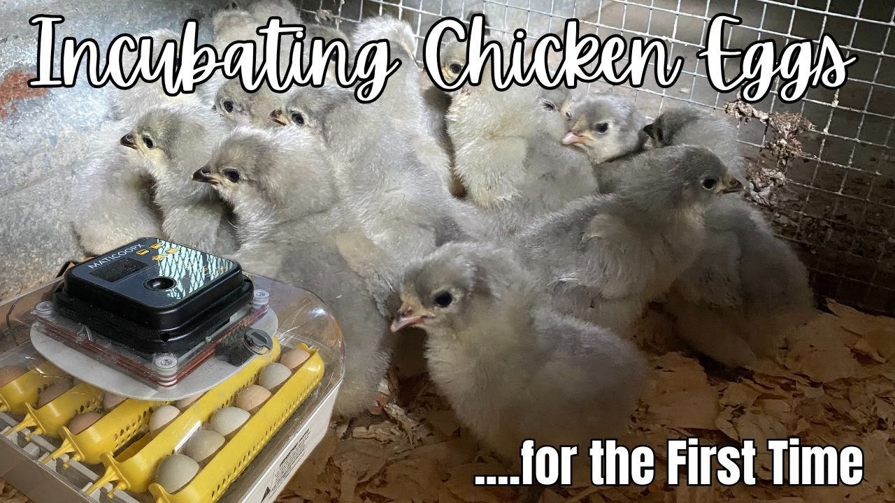 Incubating Chicken Eggs for the First Time - YouTube