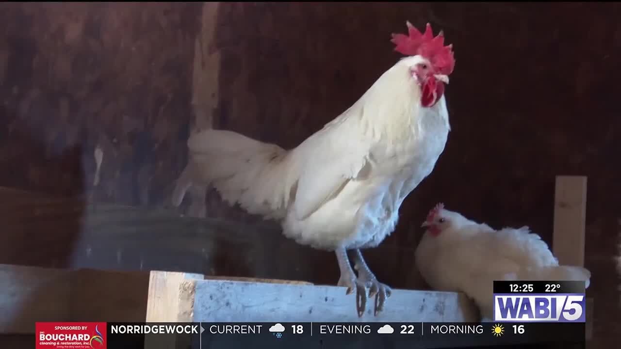 Maine chicken owner gives tips for those thinking of raising their own ...