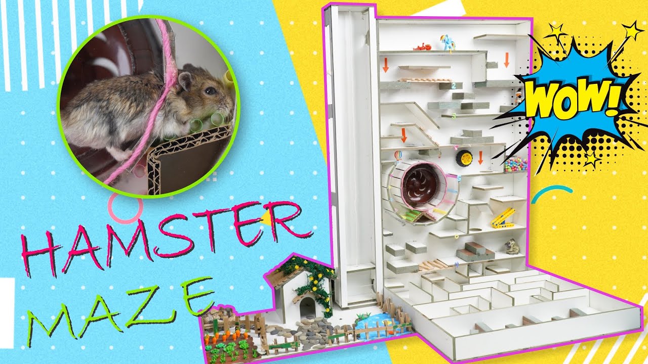 Hamster Black Explore Maze | Hamster Maze - YouTube