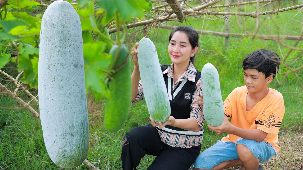 Harvest giant wax gourd for tasty juice | Wax gourd drinking ...