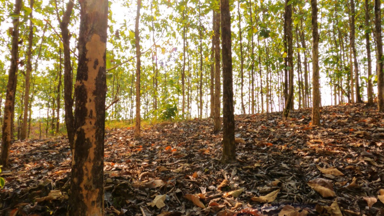 [4K 60fps] Crunchy Teak Leaves - Nature ASMR | Demak, Indonesia - YouTube