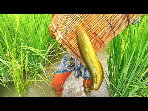 Best fishing video - Traditional Bain fishing video. - YouTube