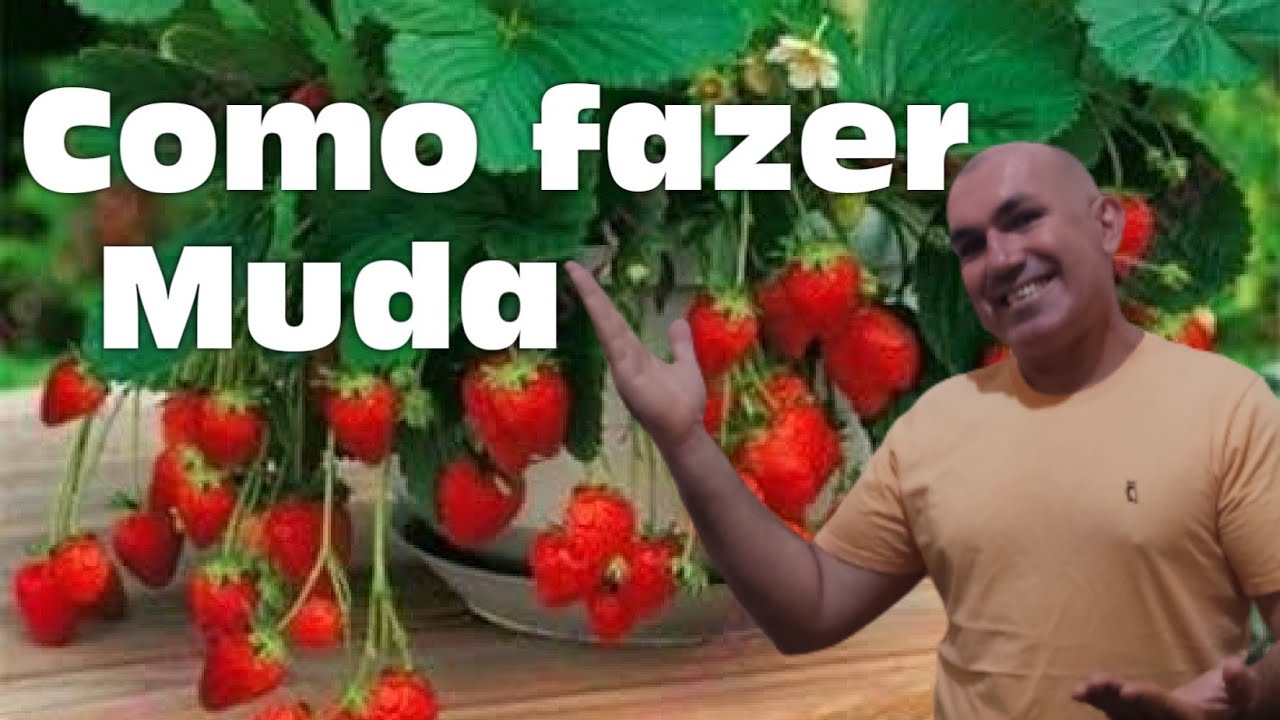 Como fazer muda de morango - Segredo para produzir muito!!! - YouTube