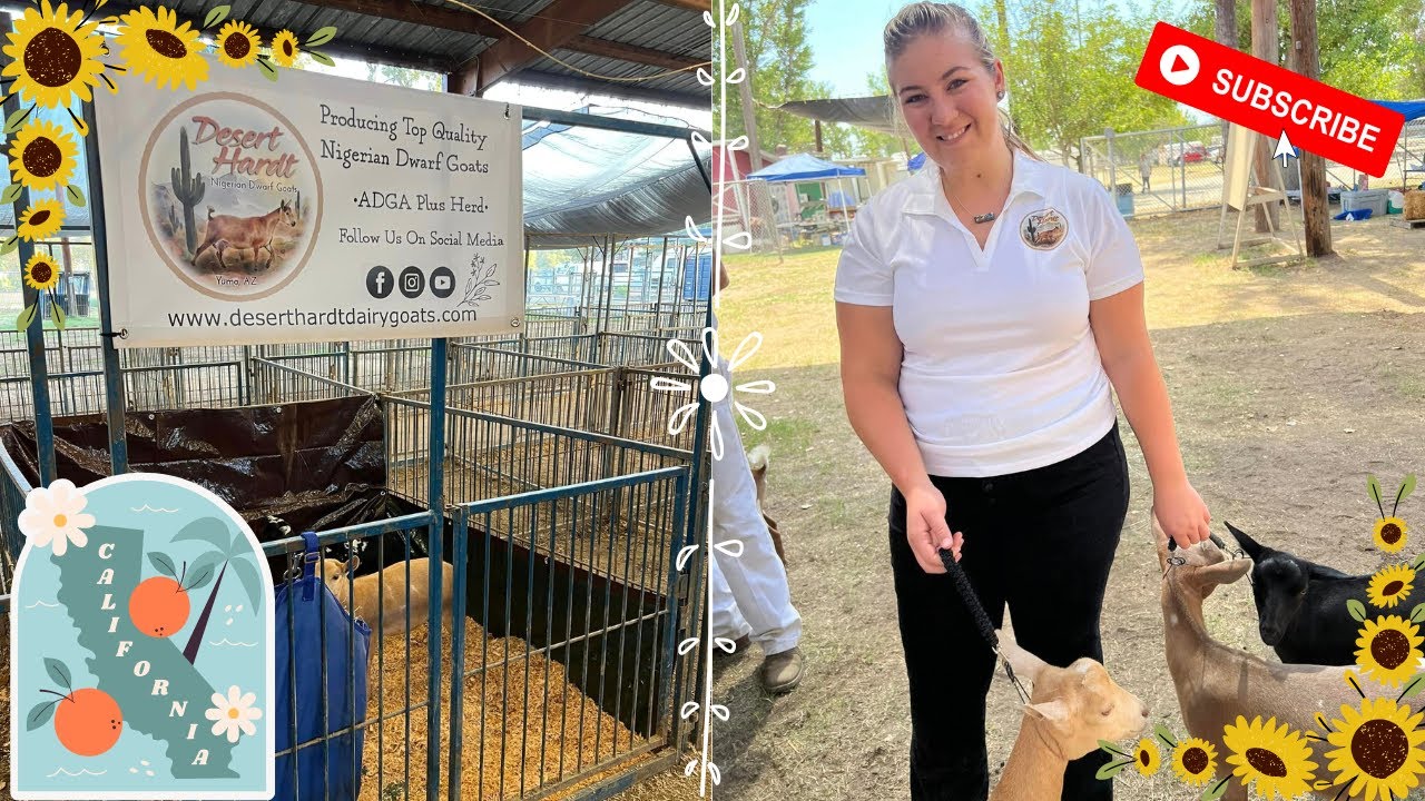 Summer San Diego Caprine Classic 2022| California ADGA Goat Show ...