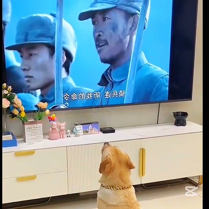 Hilarious hound alert: dogs be like 💀🤣 - YouTube