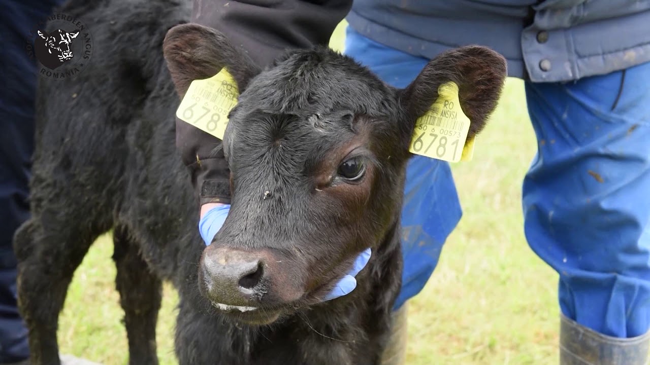 Asociația Aberdeen Angus Romania - Tutorial despre castrarea și ...