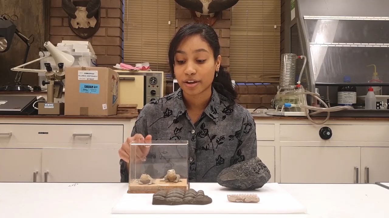 Toadstone Myths - Talking Treasures - YouTube