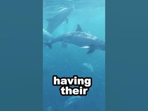 The Secret Language of Dolphins! #shorts #dolphin - YouTube
